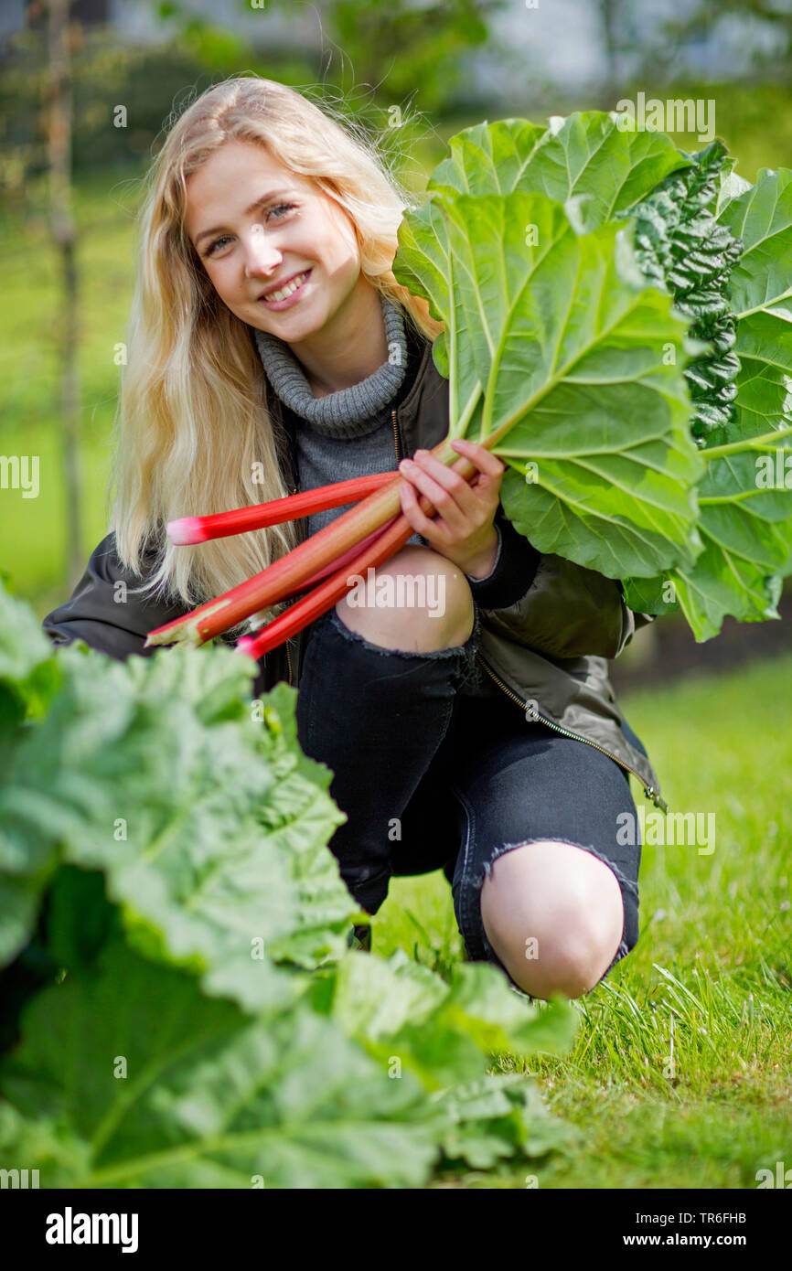 rhubarb (Rheum rhabarbarum), young blond woman picking fresh rhubarb ...