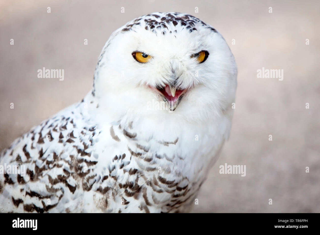 Cross eyed animals hi-res stock photography and images - Alamy