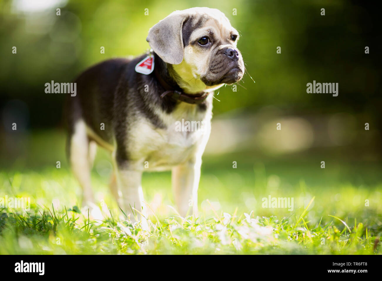 Puggle dog hi-res stock photography and images - Alamy
