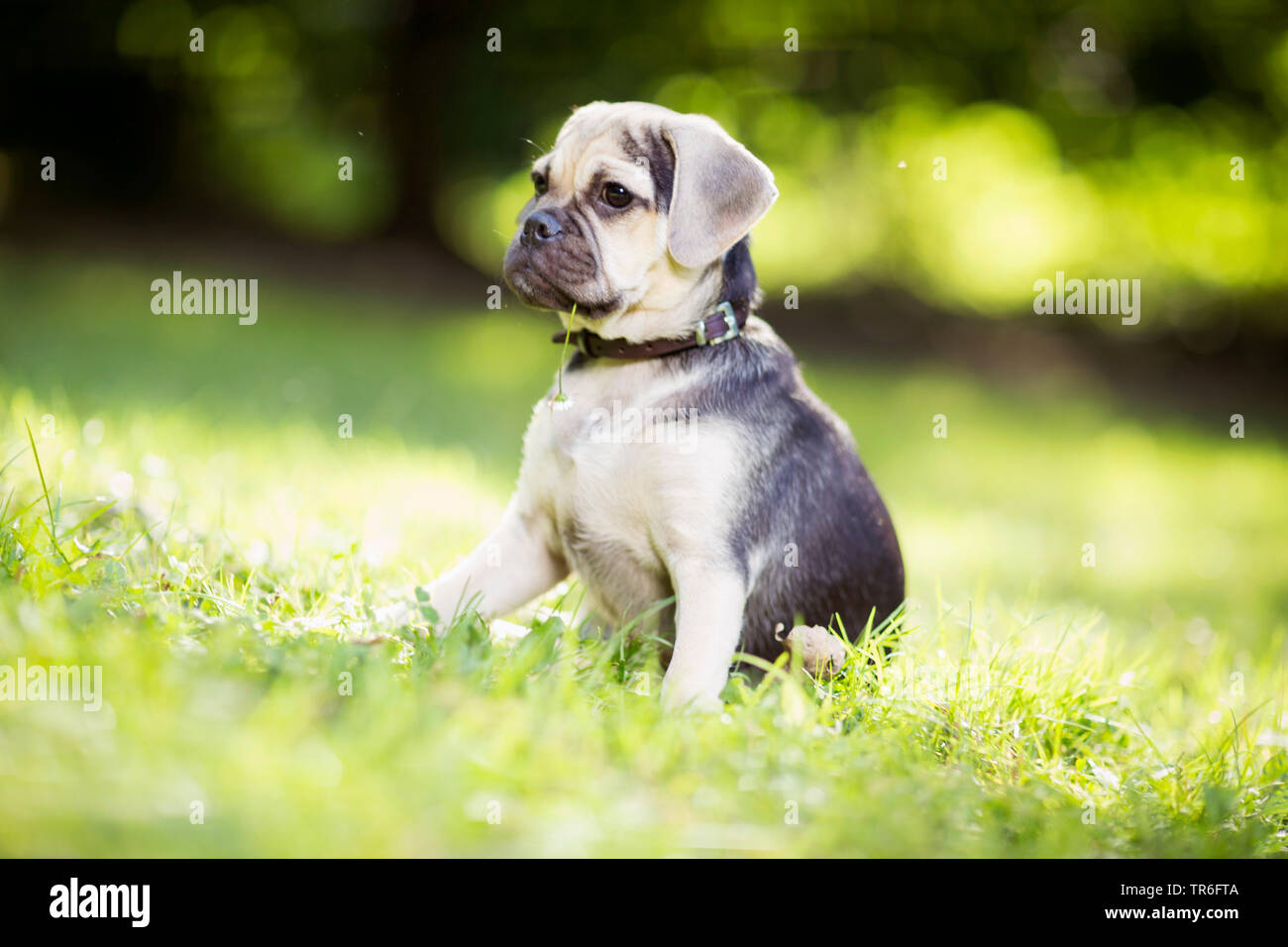 Crossbreeds Sitting High Resolution Stock Photography and Images - Alamy
