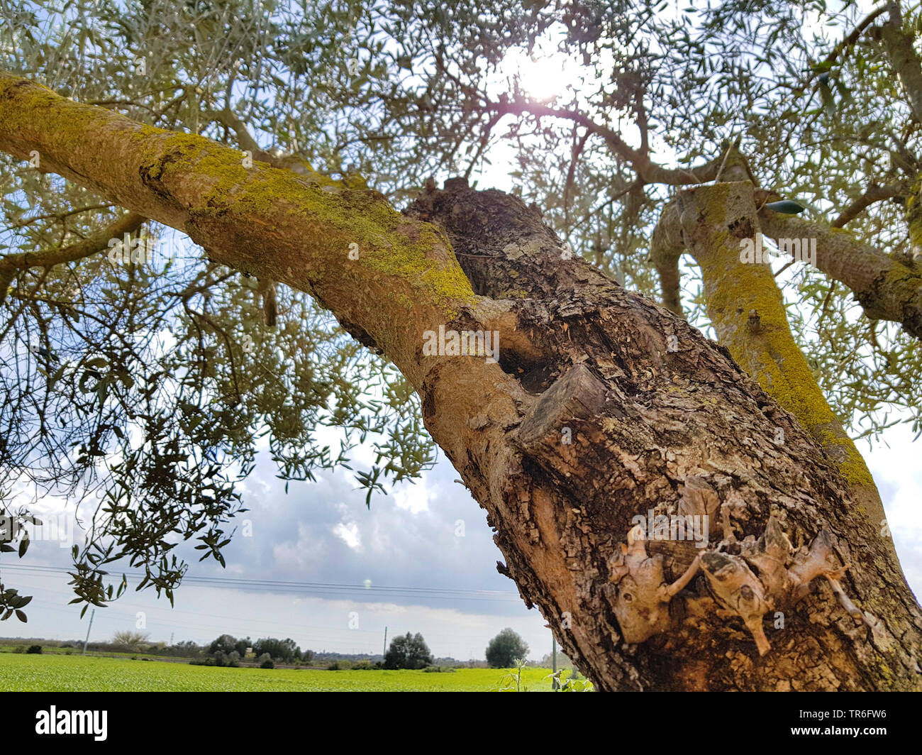 Olive Tree Branch Grafting