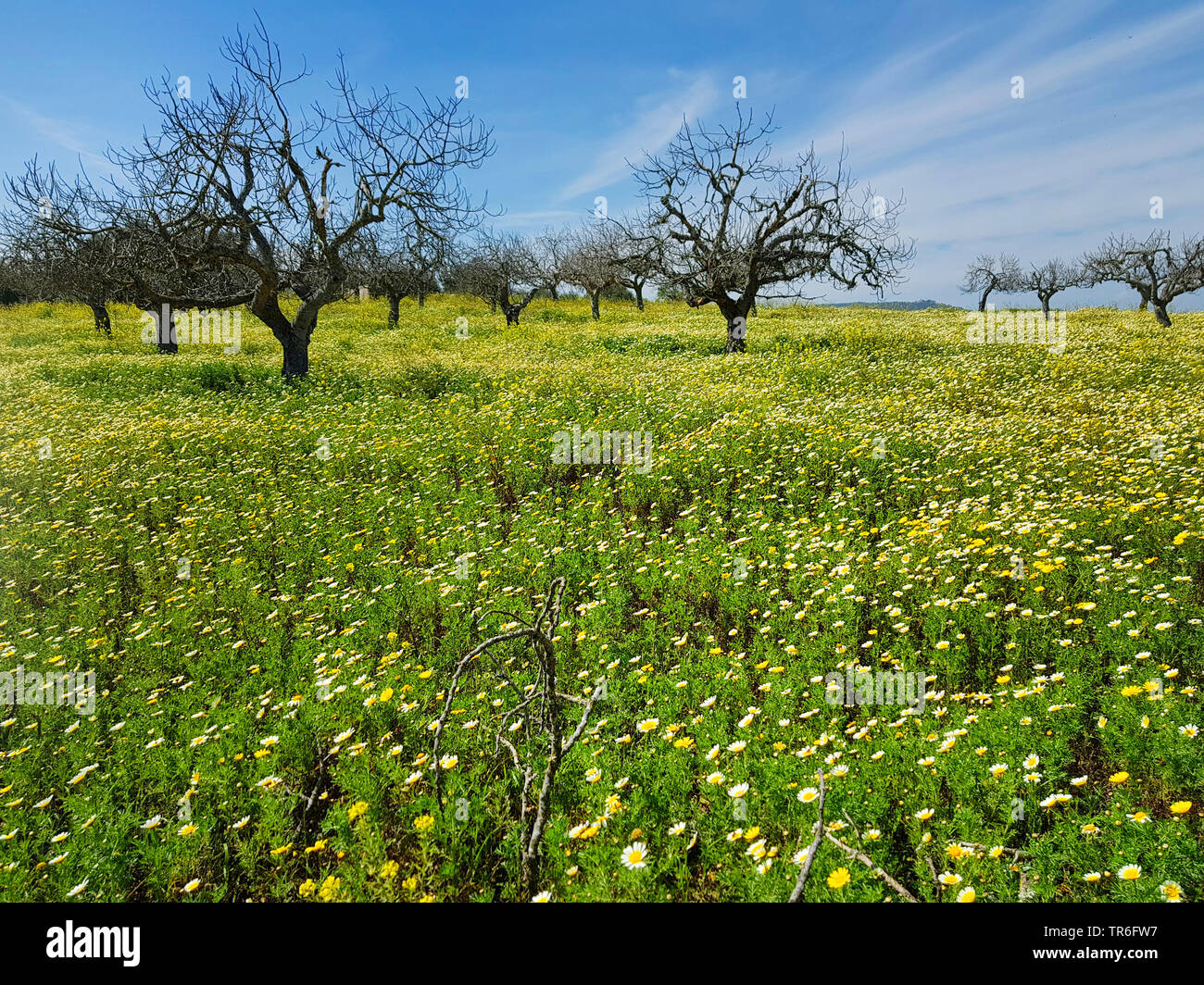 Edible fig, Common fig, Figtree (Ficus carica), fig grove with Crown ...