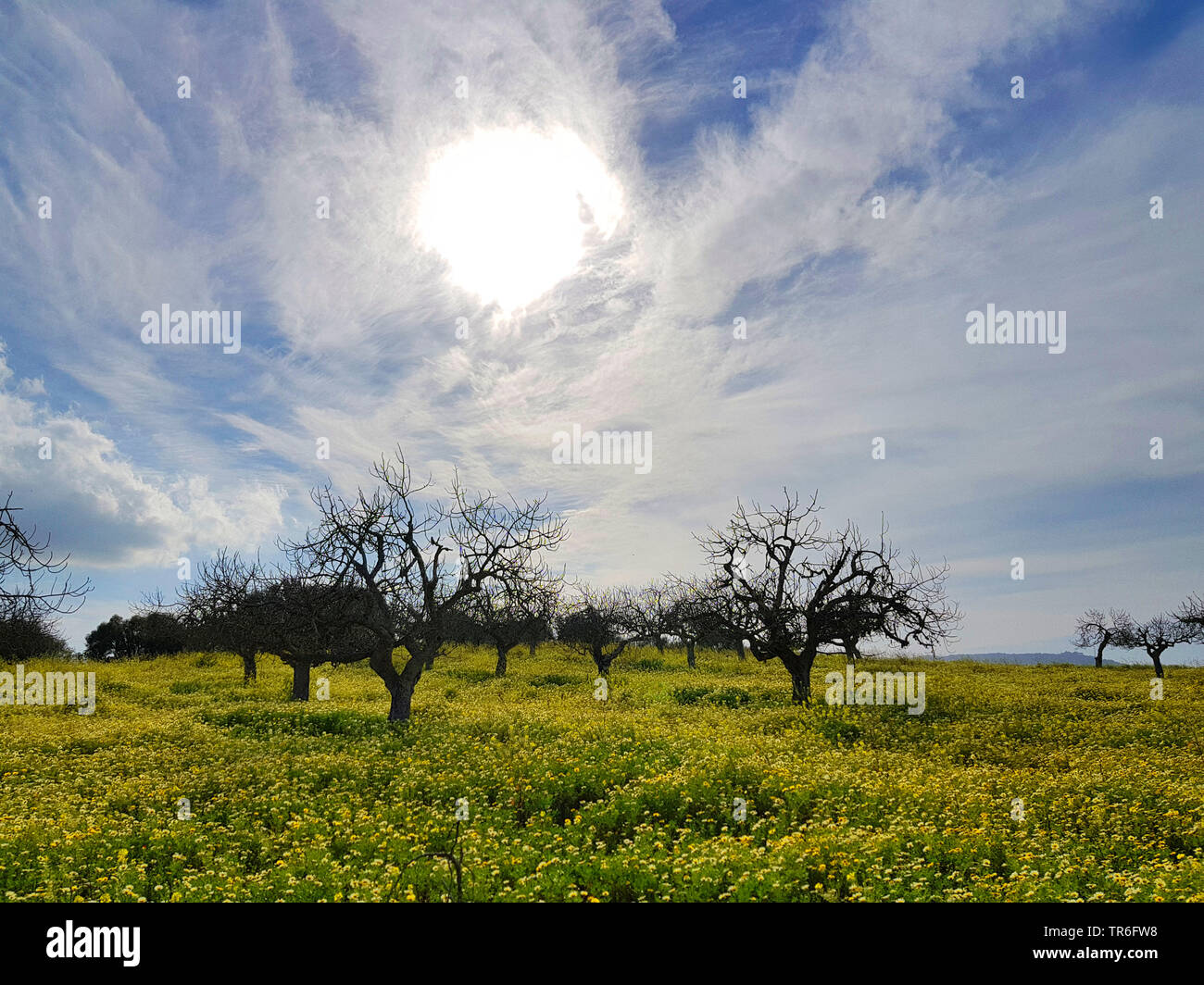 Edible fig, Common fig, Figtree (Ficus carica), fig grove with Crown ...