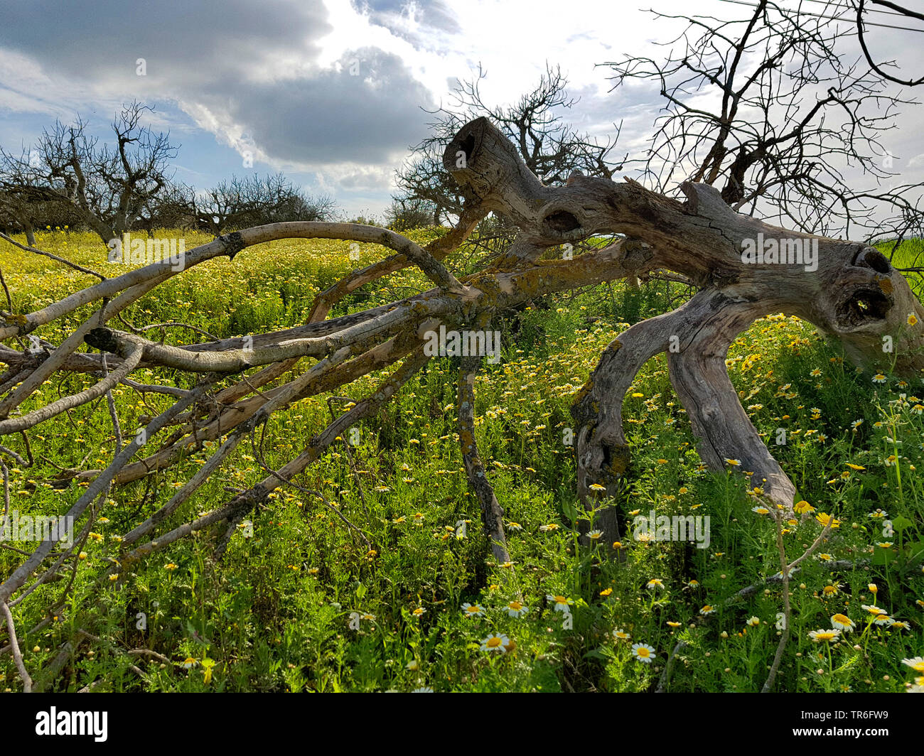 Edible fig, Common fig, Figtree (Ficus carica), dead fig tree on an fig ...