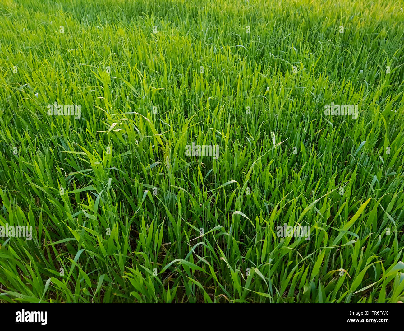 Herbicide killing weeds hi-res stock photography and images - Alamy