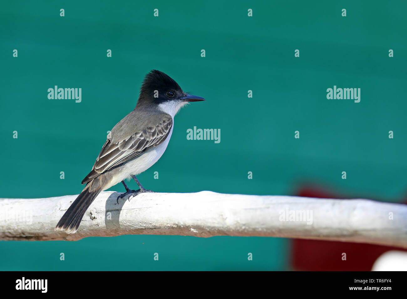 loggerhead kingbird (Tyrannus caudifasciatus), sitting on a guard-rail ...