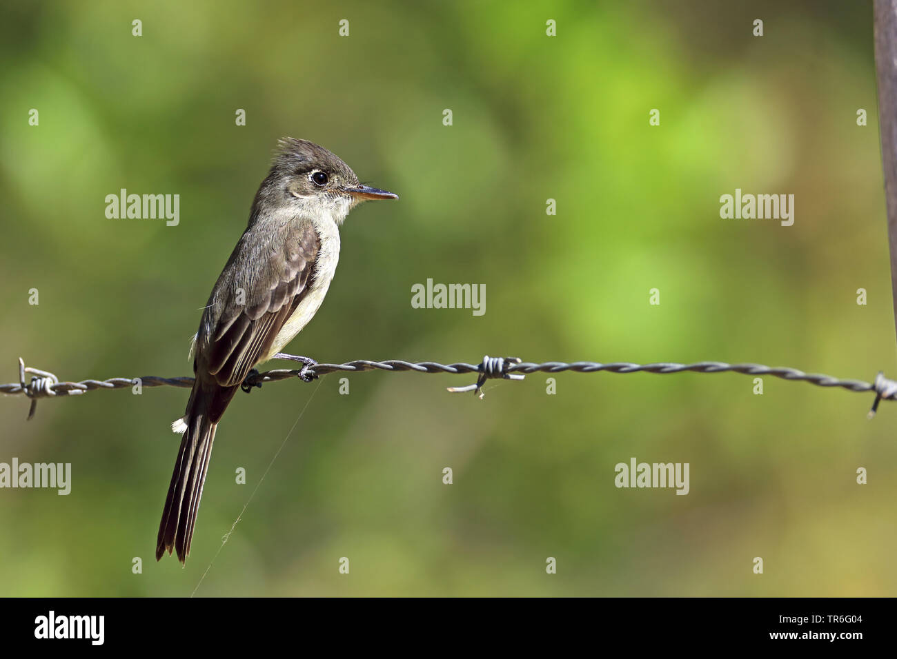 Nationalpark Zapata High Resolution Stock Photography and Images - Alamy