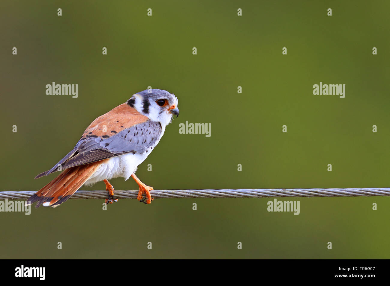 Line of animals hi-res stock photography and images - Alamy