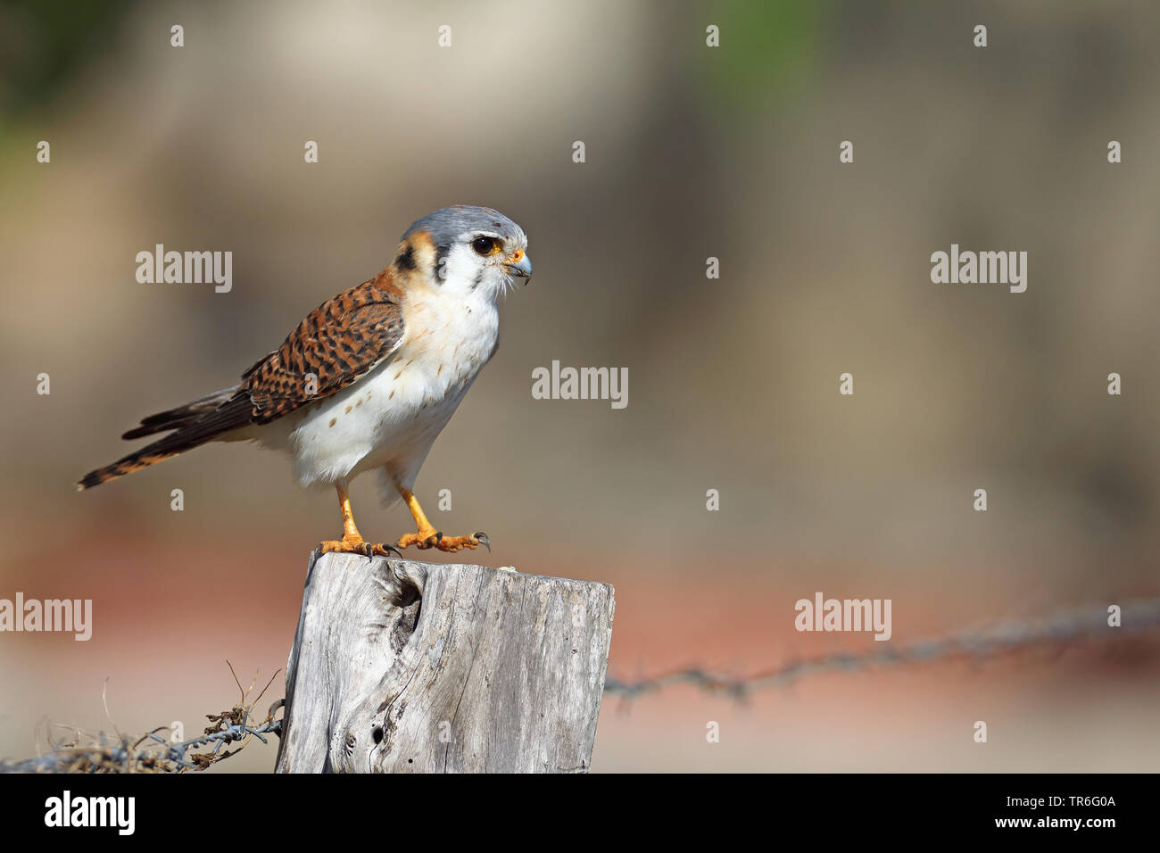 Falco sparverius hi-res stock photography and images - Alamy