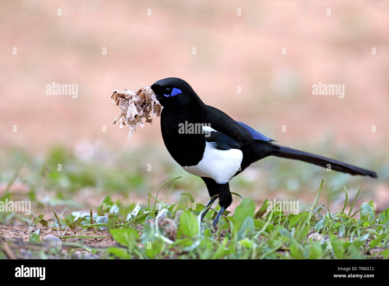 Magpies and rubbish hi-res stock photography and images - Alamy