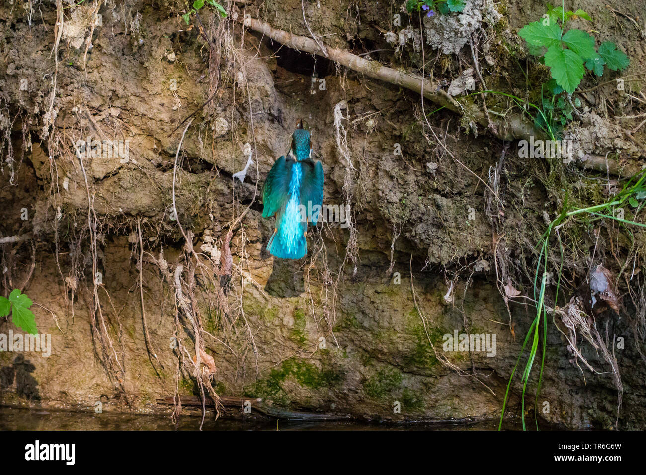 river kingfisher (Alcedo atthis), flying in its breeding burrow with a ...