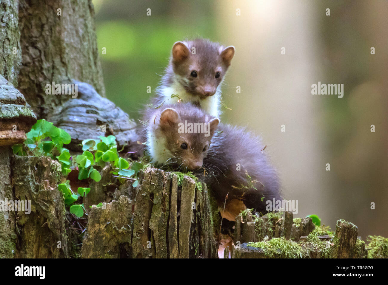 Beech marten, Stone marten, White breasted marten (Martes foina), two ...