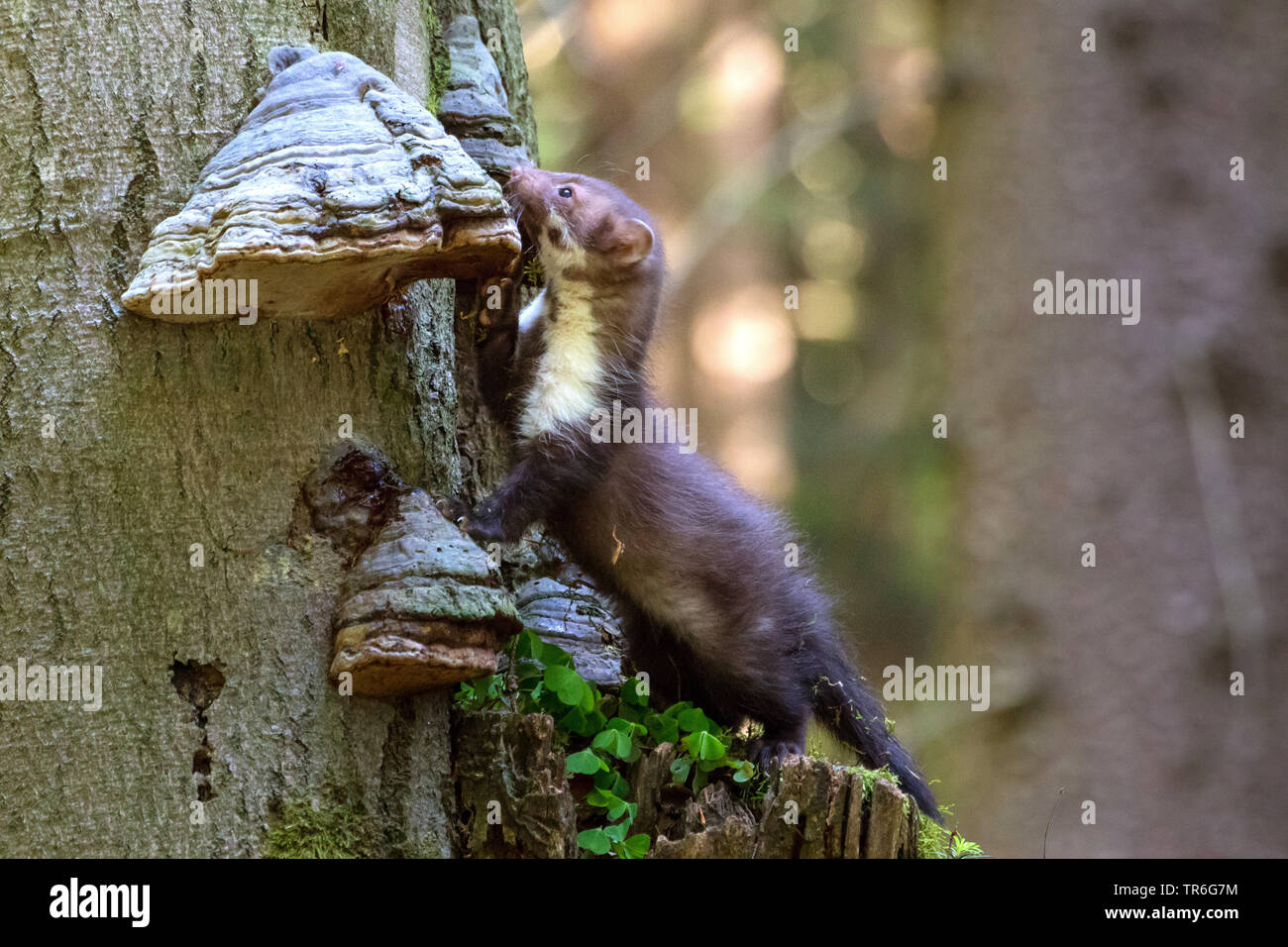 Beech marten, Stone marten, White breasted marten (Martes foina), young ...