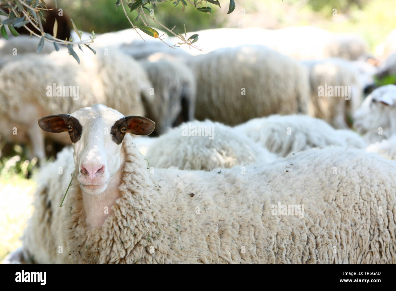 Landrace breeds hi-res stock photography and images - Alamy