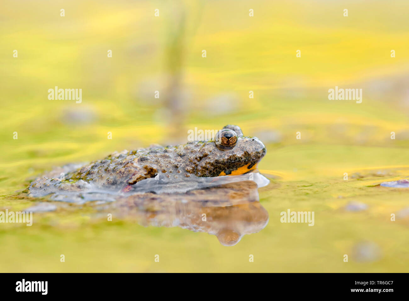 yellow-bellied toad, yellowbelly toad, variegated fire-toad (Bombina ...