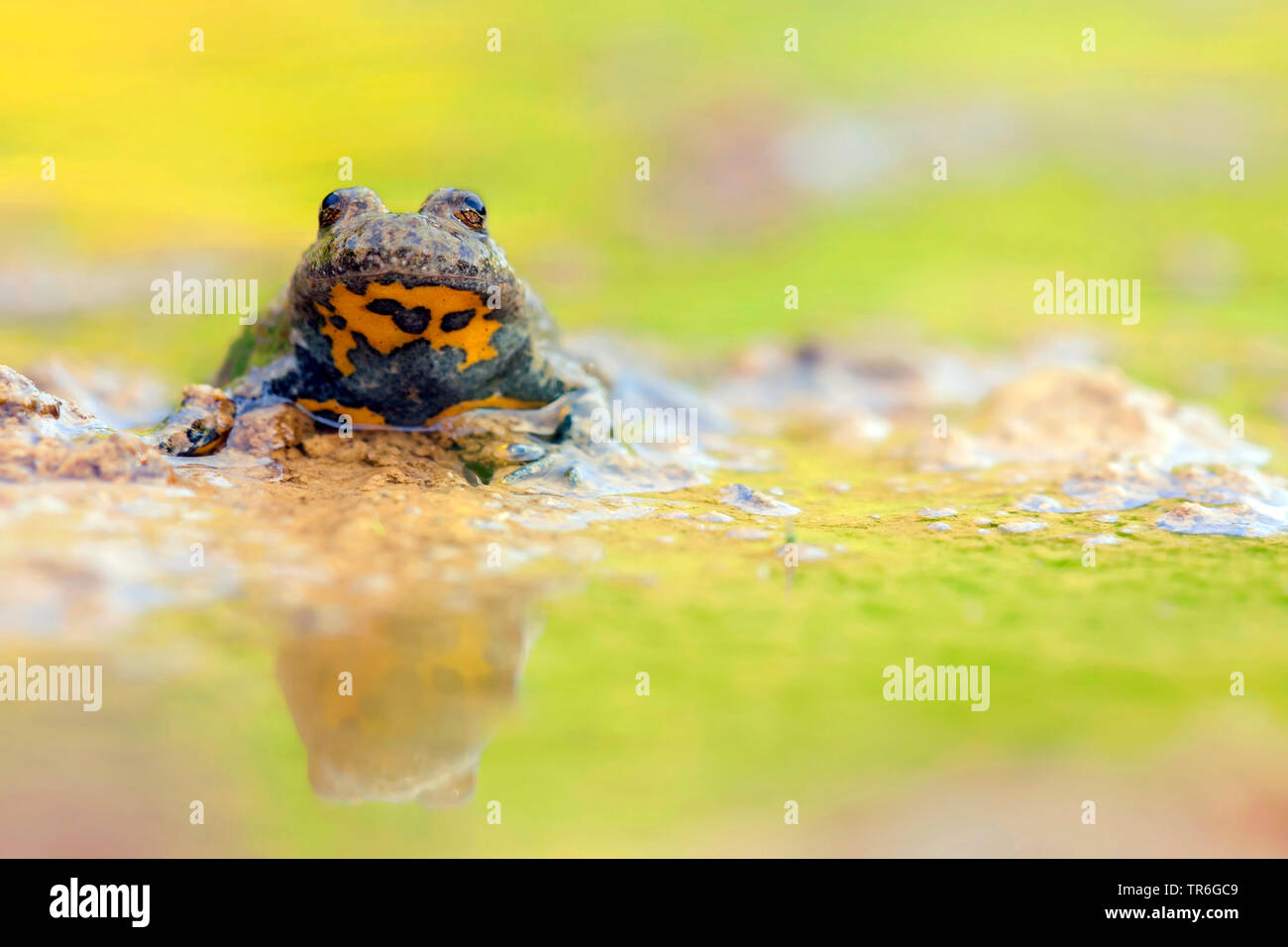 yellow-bellied toad, yellowbelly toad, variegated fire-toad (Bombina ...