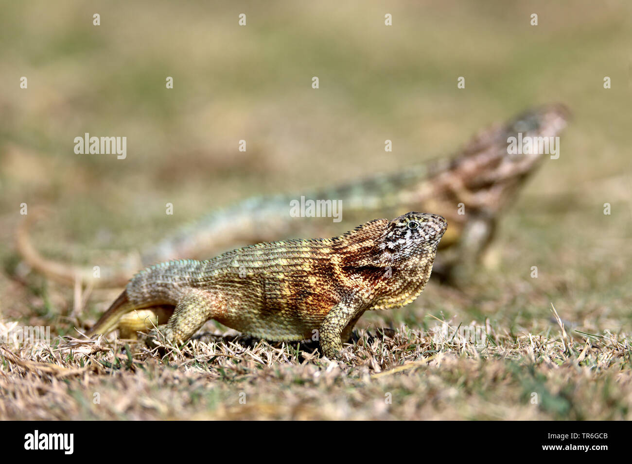 Cuban Curlytail Lizard (Leiocephalus cubensis), sitting on the ground ...