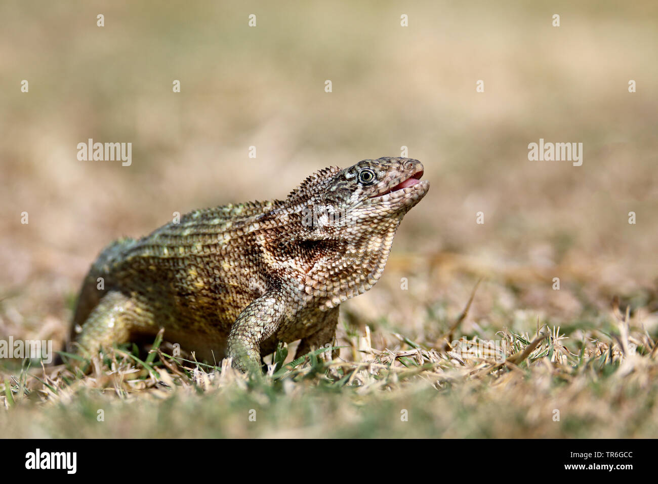 Cuban Curlytail Lizard (Leiocephalus cubensis), sitting on the ground ...