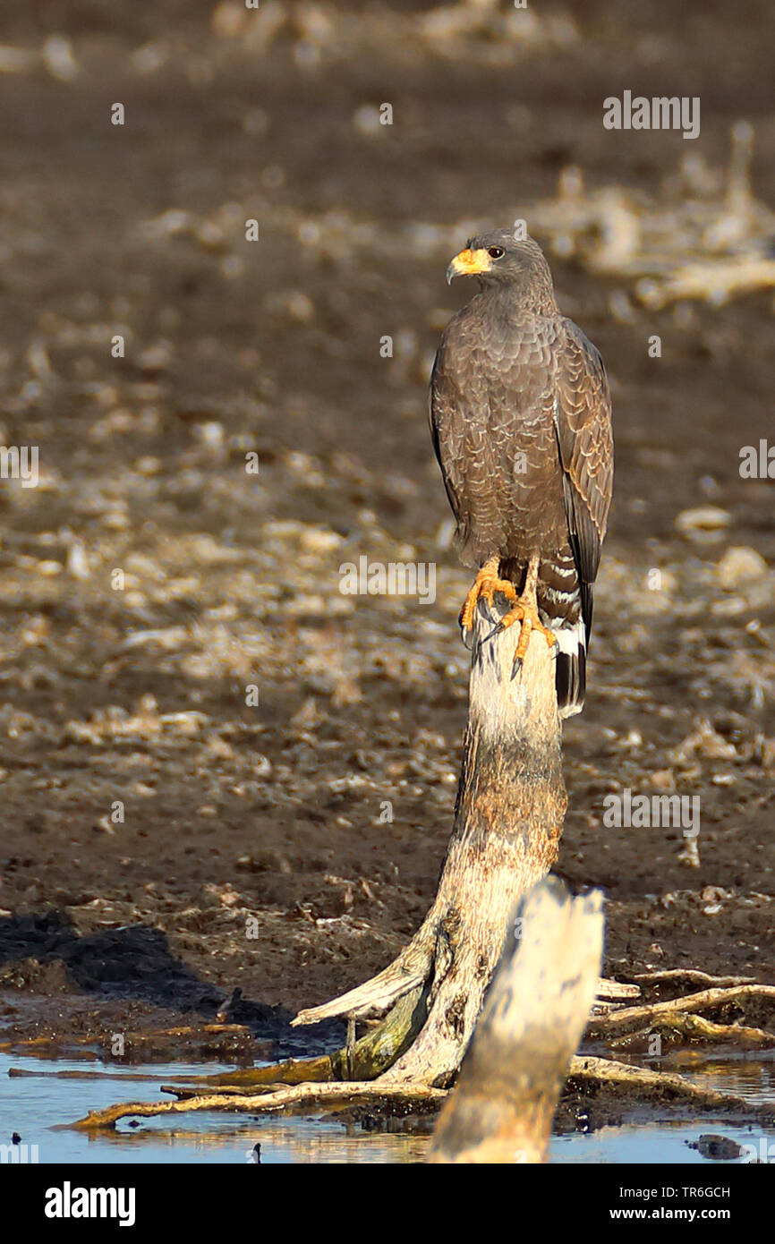 Black hawk hi-res stock photography and images - Alamy
