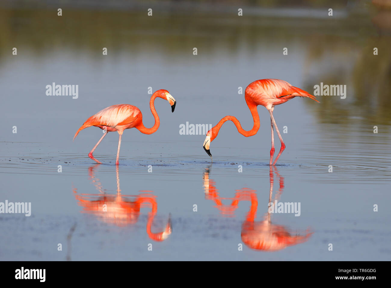 American Flamingos Food
