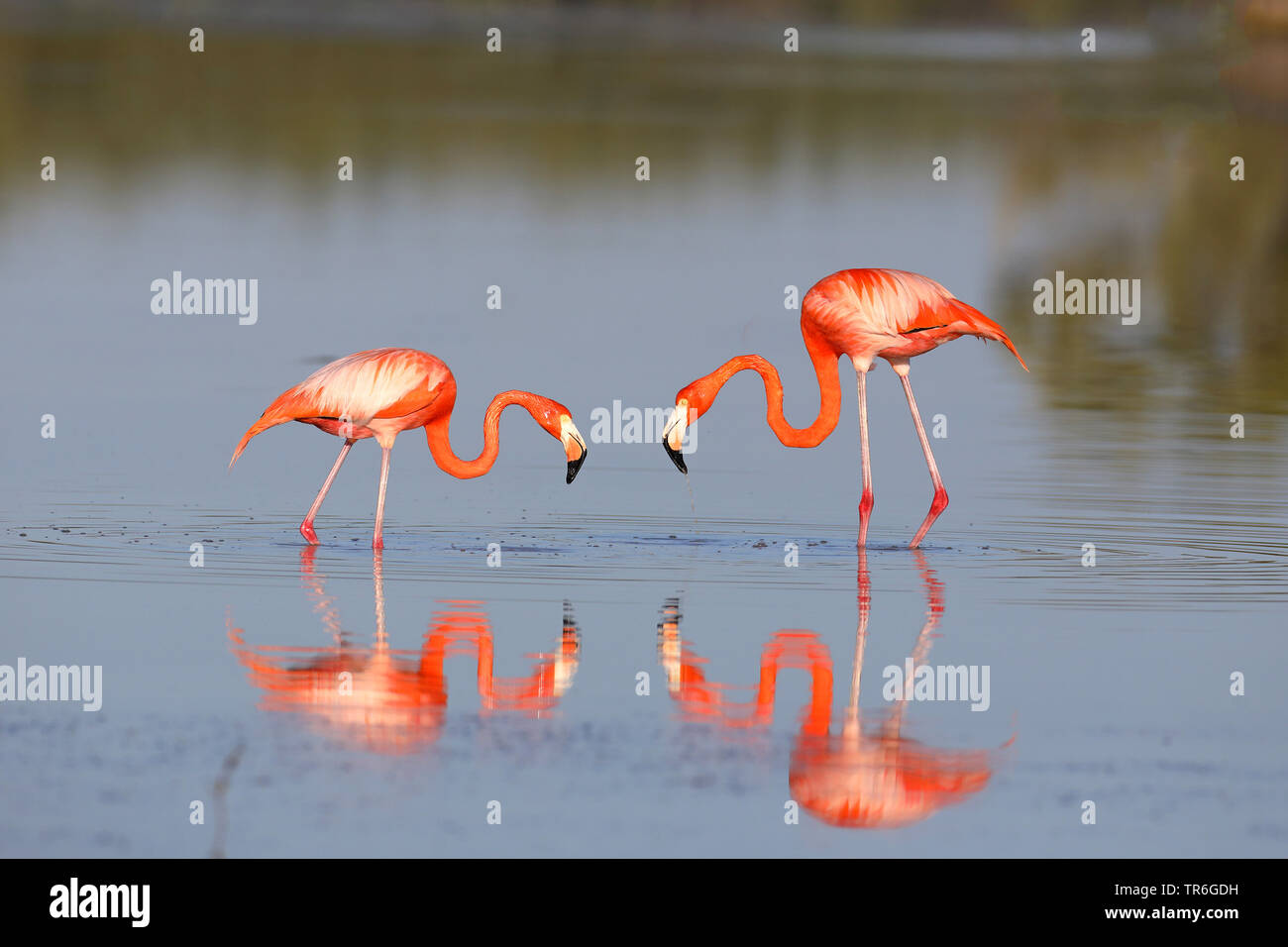 American Flamingos Food
