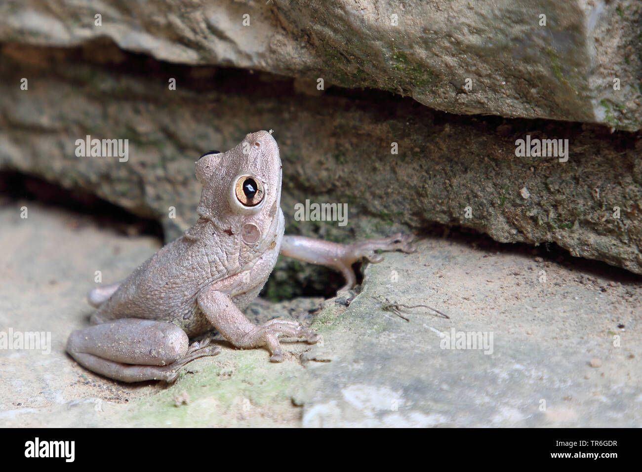 Cuban treefrog, Cuban tree frog (Osteopilus septentrionalis, Hyla ...