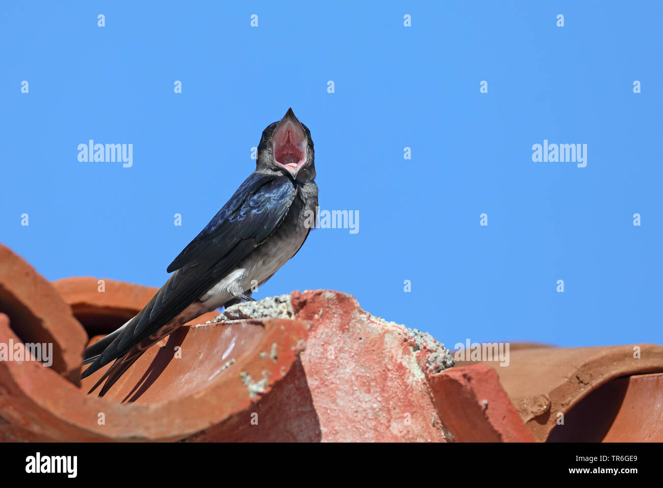 cuban martin (Progne cryptoleuca), female sitting on a roof with open ...