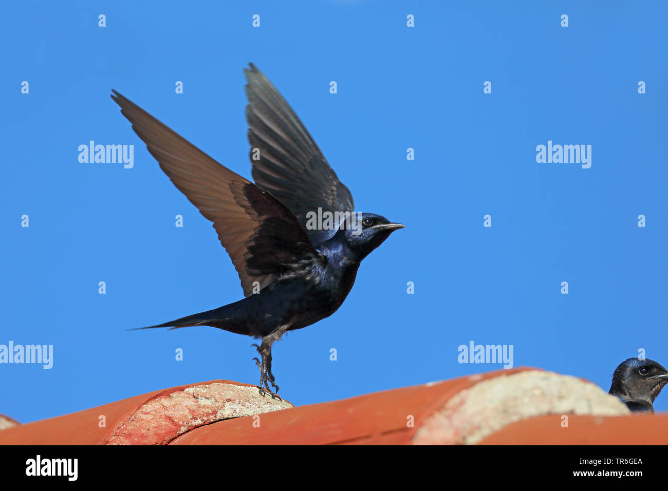 cuban martin (Progne cryptoleuca), male starting from a roof, Cuba ...