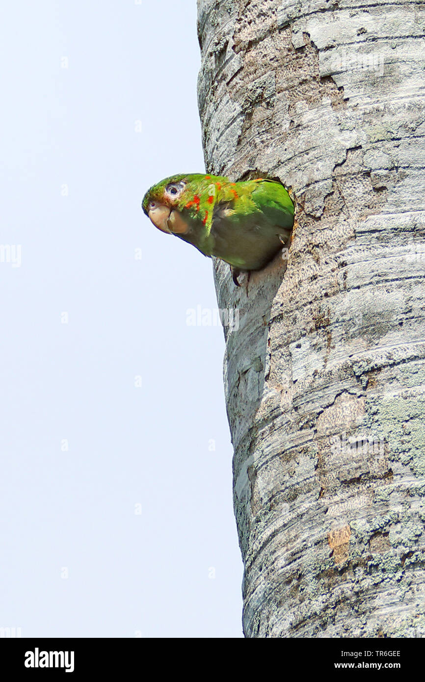 cuban conure (Aratinga euops), peering from ist breeding cave on a palm ...