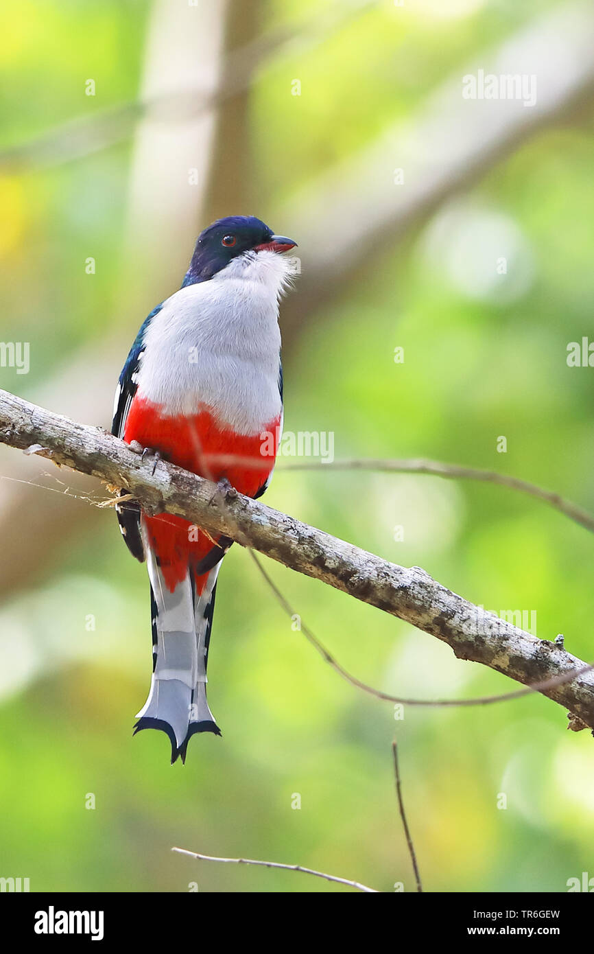 cuban trogon (Priotelus temnurus), sitting on a branch, Cuba, Najasa ...