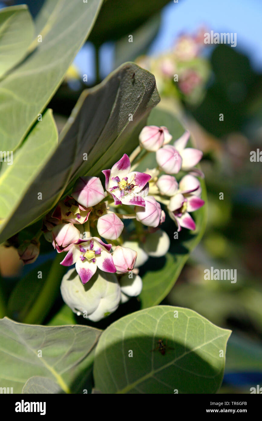 Apple of sodom hi-res stock photography and images - Alamy
