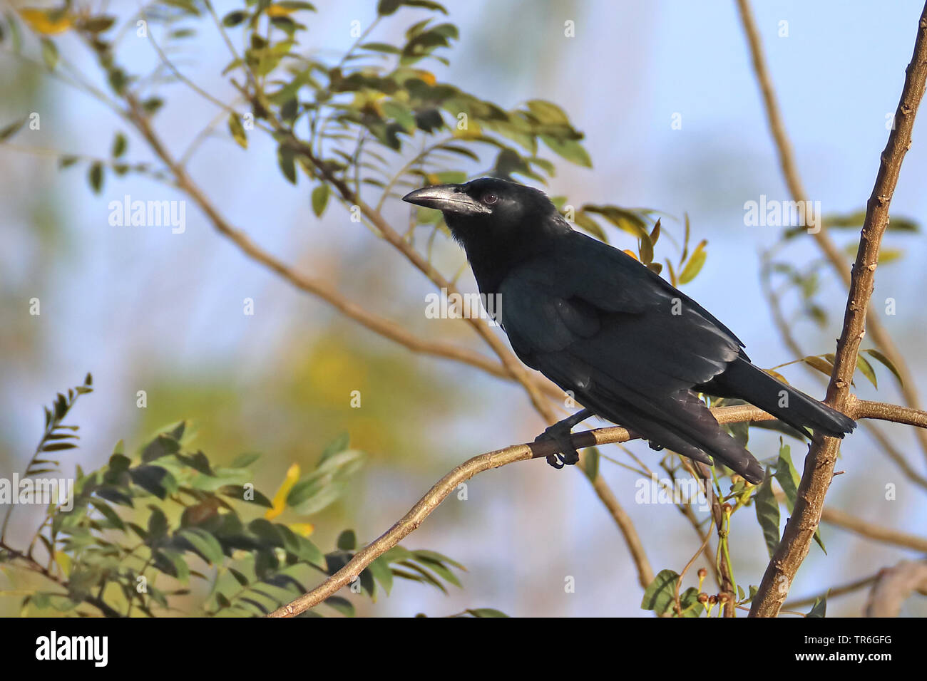 Cuban birds hi-res stock photography and images - Alamy