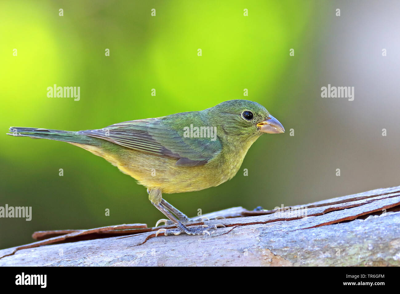 painted bunting (Passerina ciris), female on a tree, Cuba, Cayo Coco ...