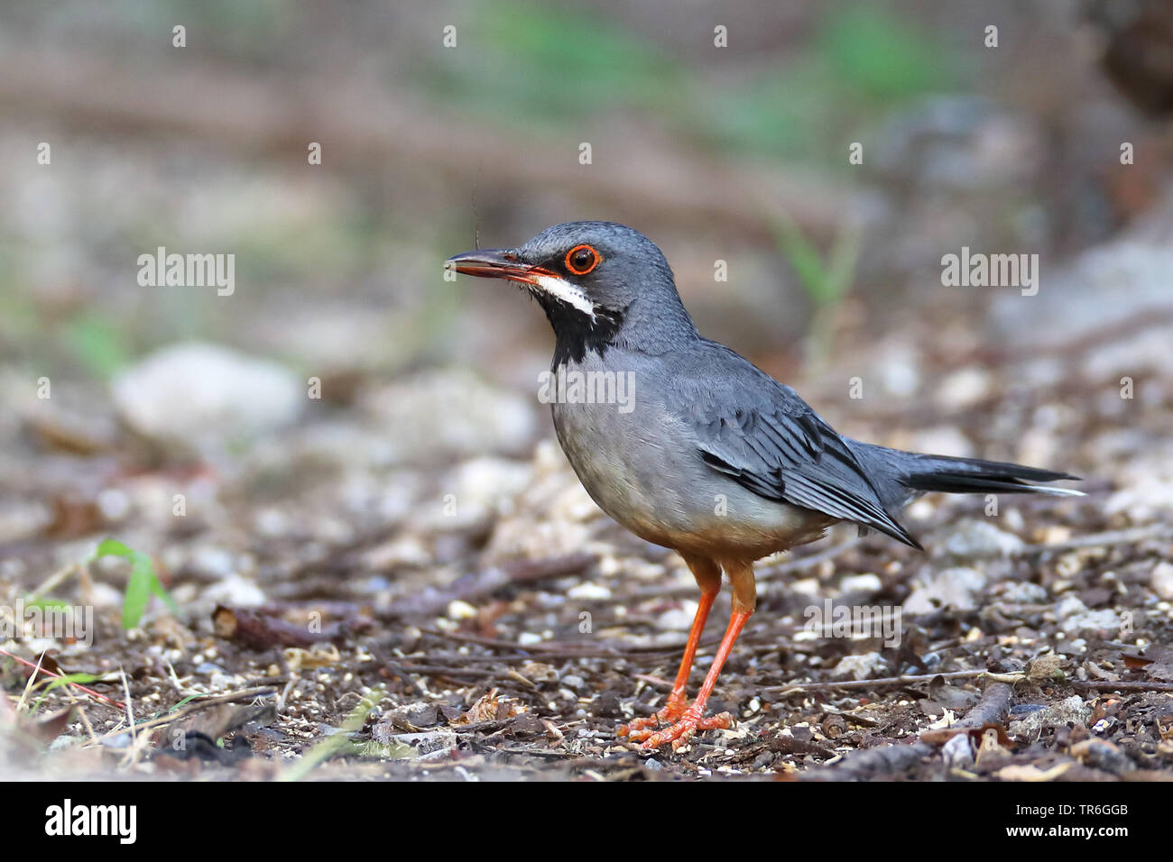Coco bird hi-res stock photography and images - Alamy