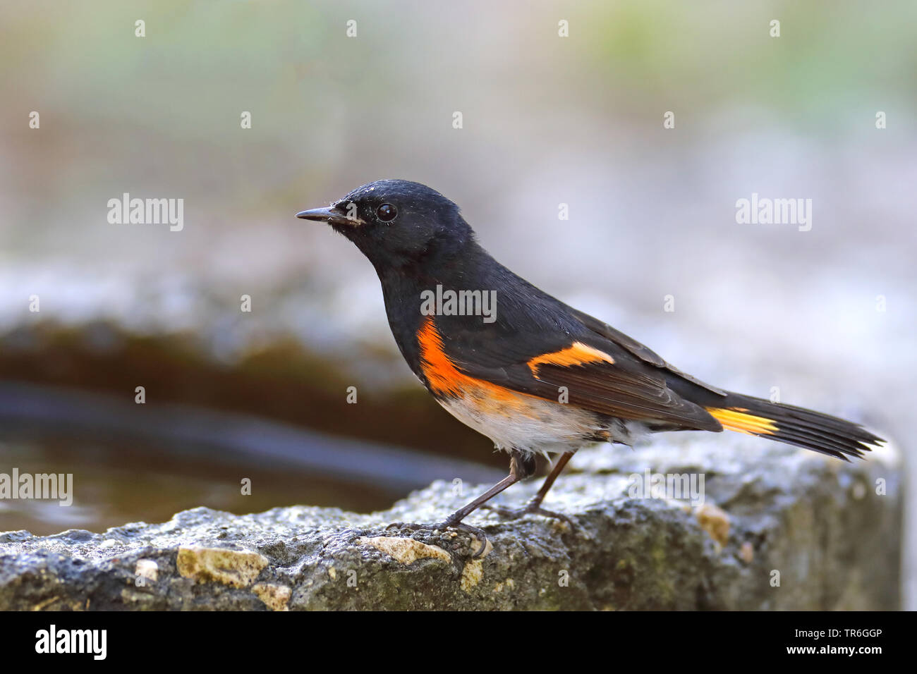 American redstart (Setophaga ruticilla), male at a drinking trough ...