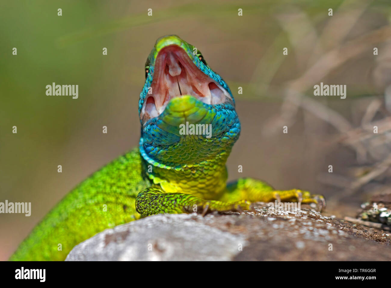 Eastern Green Lizard, European green lizard, Emerald lizard (Lacerta ...