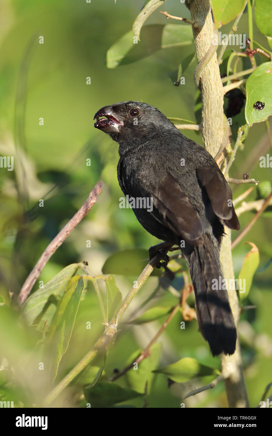 Bullfinch eats hi-res stock photography and images - Alamy