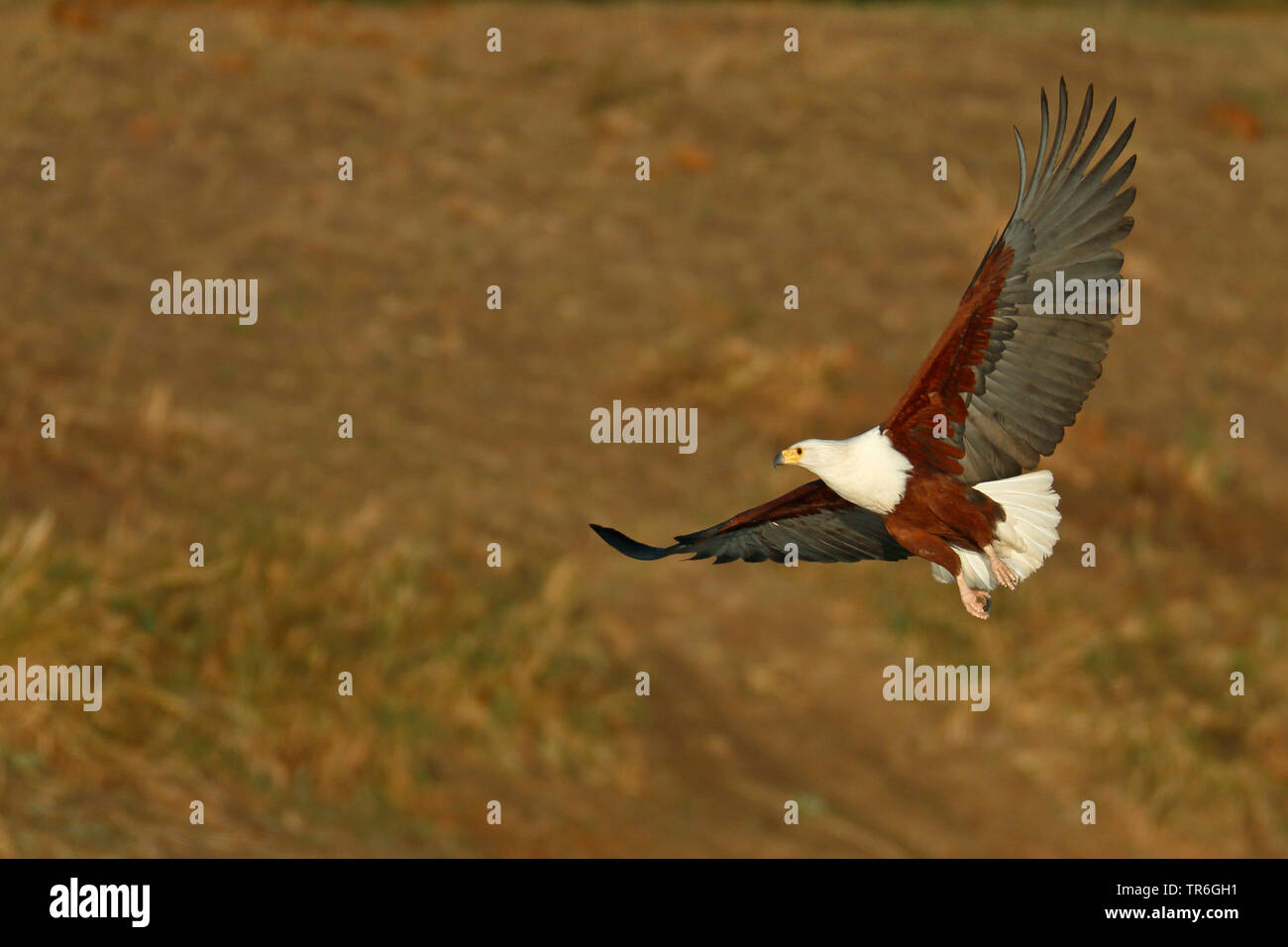 African Fish Eagle Flying High Resolution Stock Photography and Images ...
