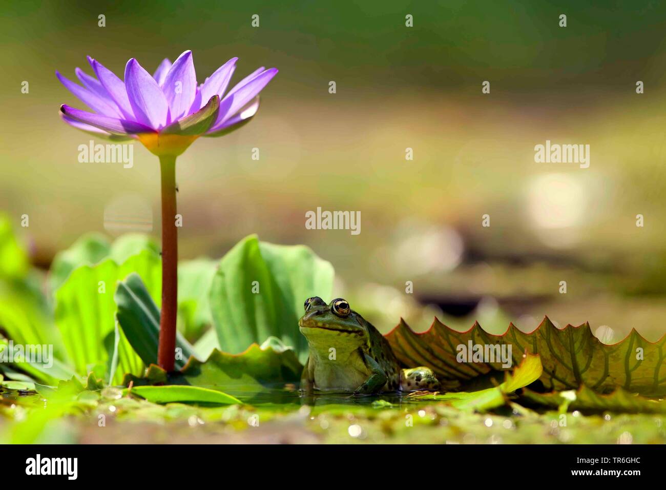 Sitting on a water lily leaf in a pond hi-res stock photography and ...
