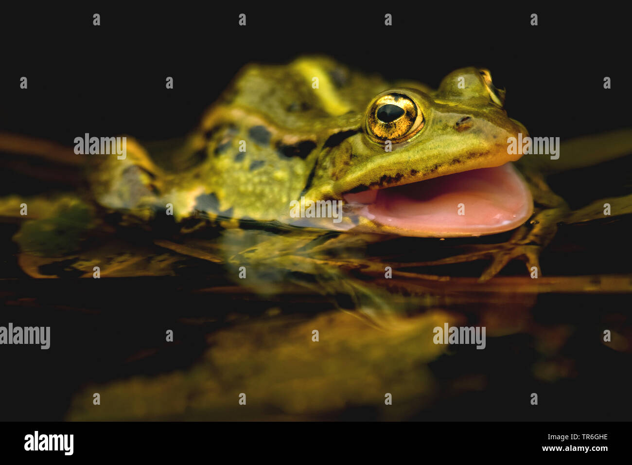 Frog With Mouth Open