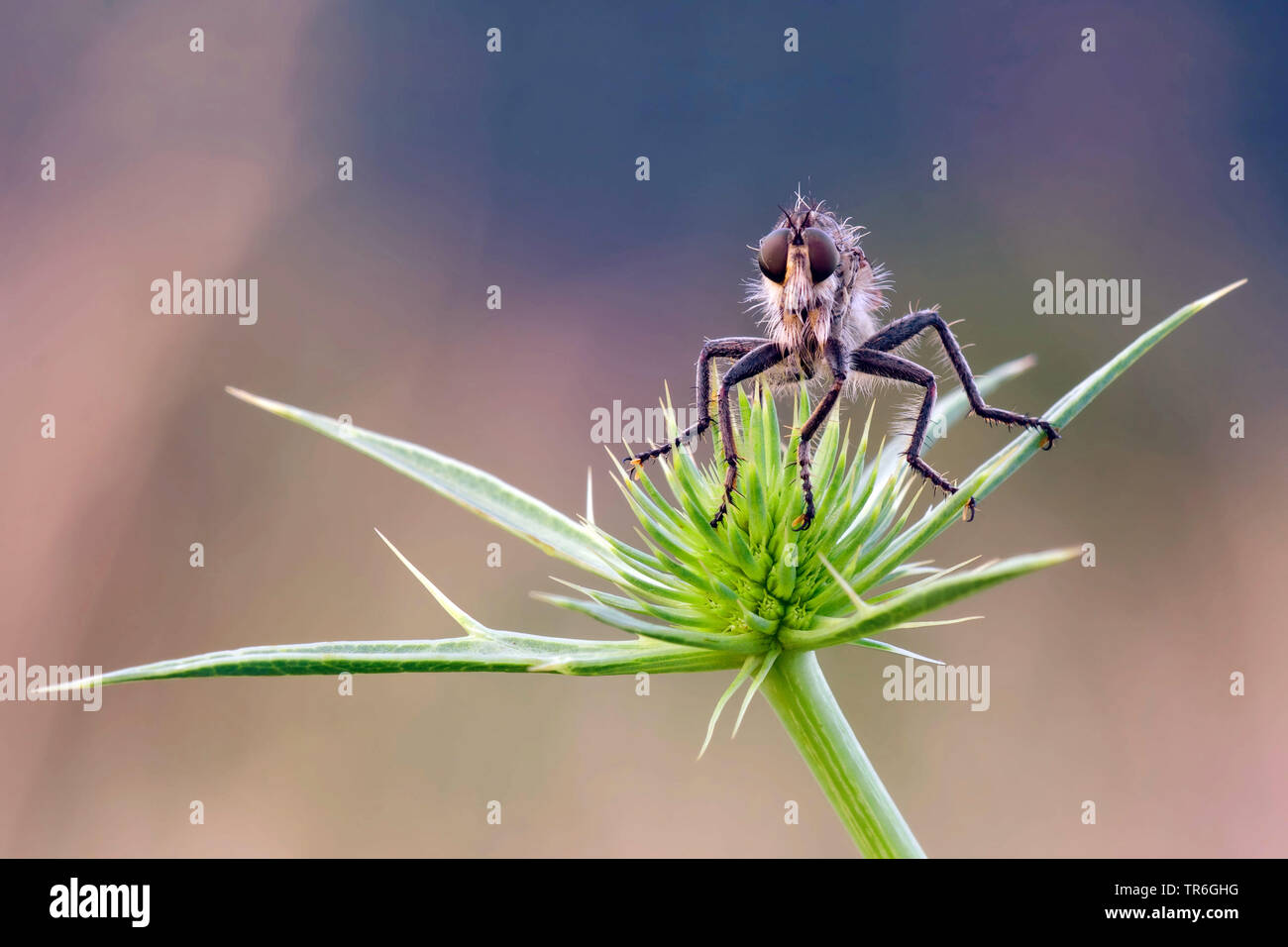 common awl robberfly (Neoitamus cyanurus), on an Eryngium, Germany ...