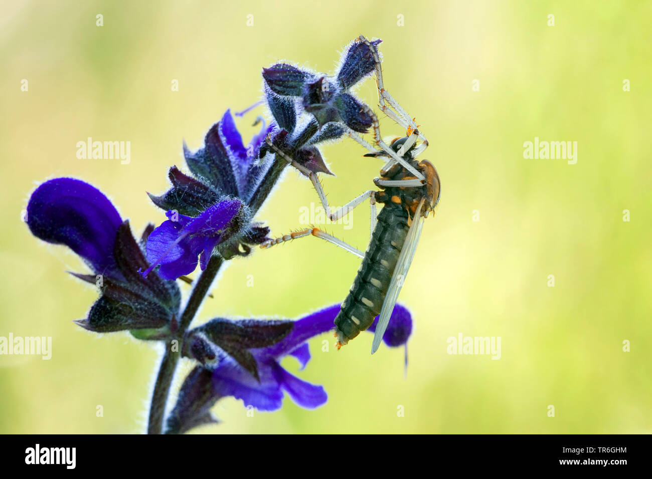 Europe robberfly hi-res stock photography and images - Alamy
