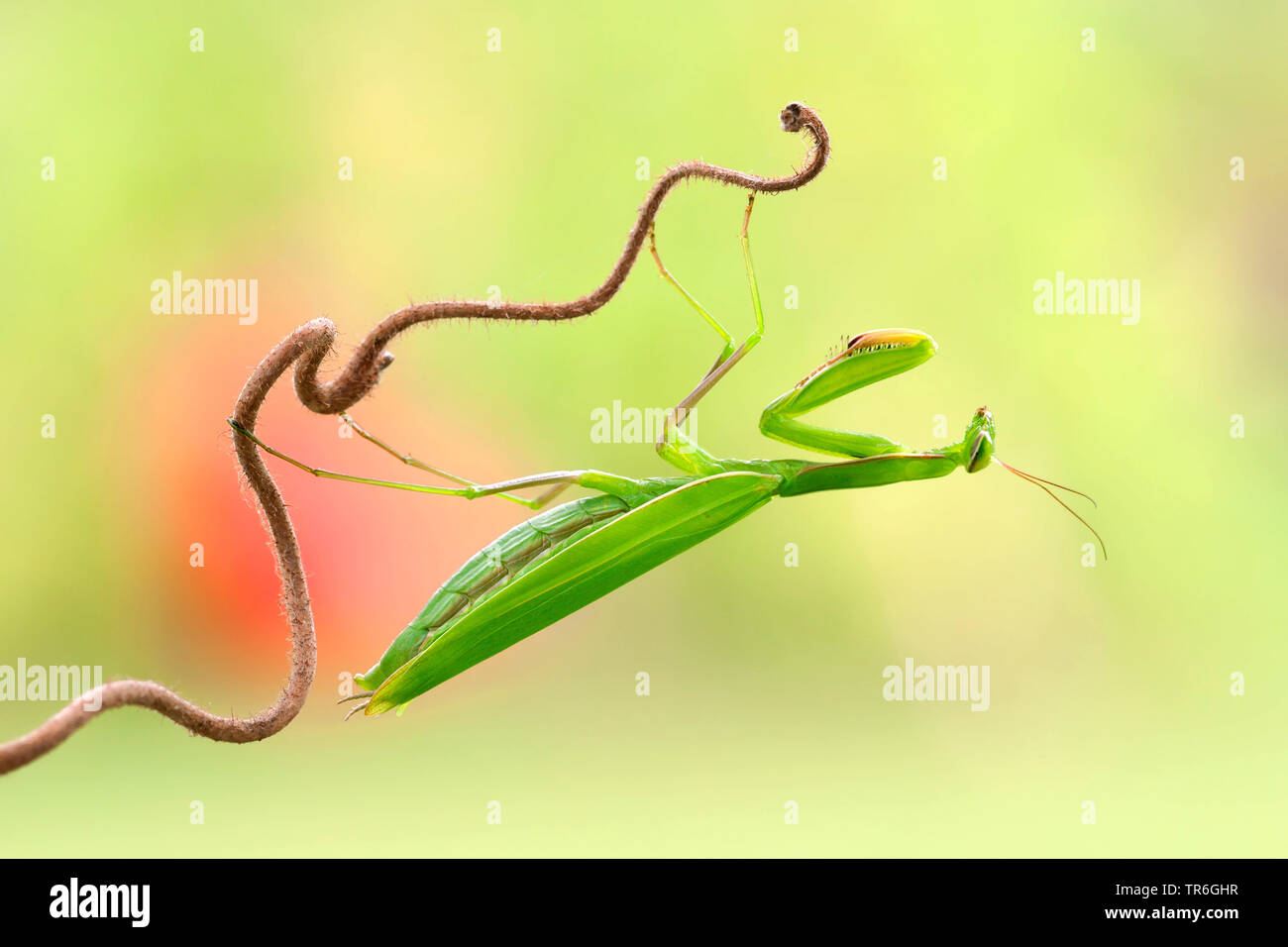 European preying mantis (Mantis religiosa), female lurking on a plant ...