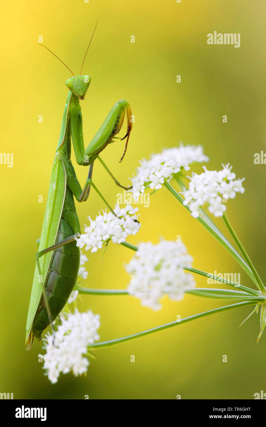 European preying mantis (Mantis religiosa), female lurking on a ...