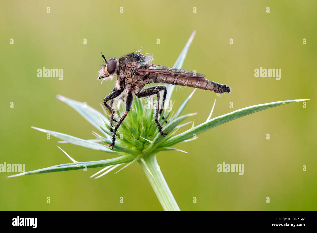 Common awl robberflies hi-res stock photography and images - Alamy