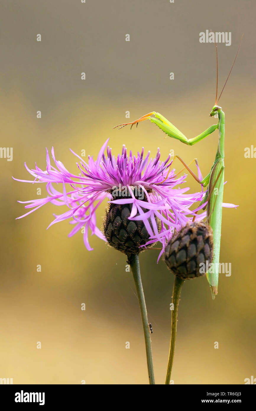 European preying mantis (Mantis religiosa), lurking on a knapweed ...
