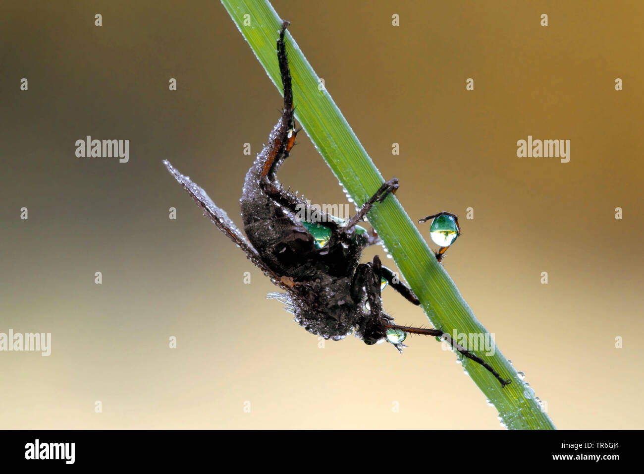 Balloon dance hi-res stock photography and images - Alamy