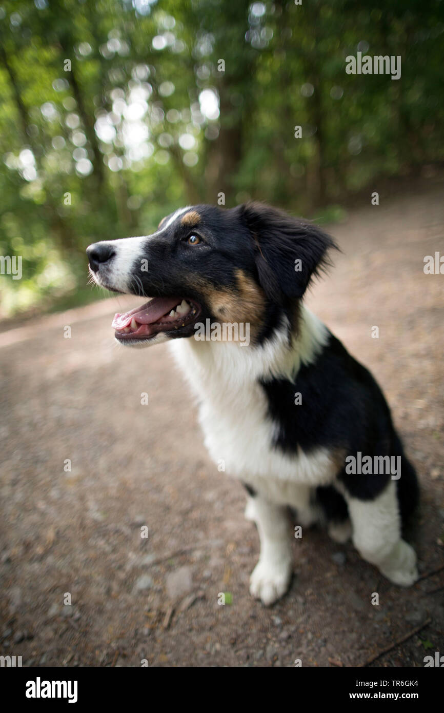 Young german shepherd sitting on hi-res stock photography and images ...