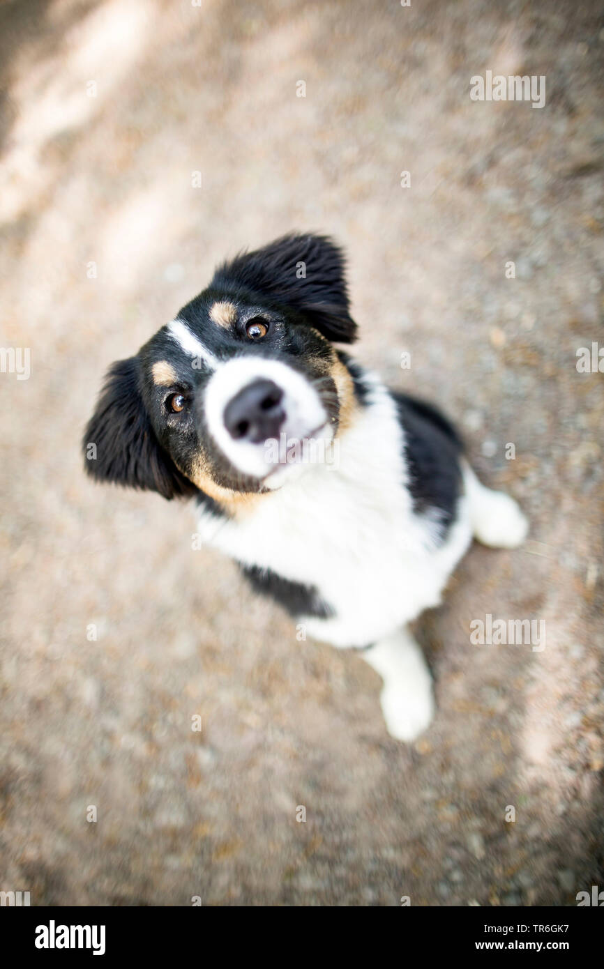 Dog squinting hi-res stock photography and images - Alamy