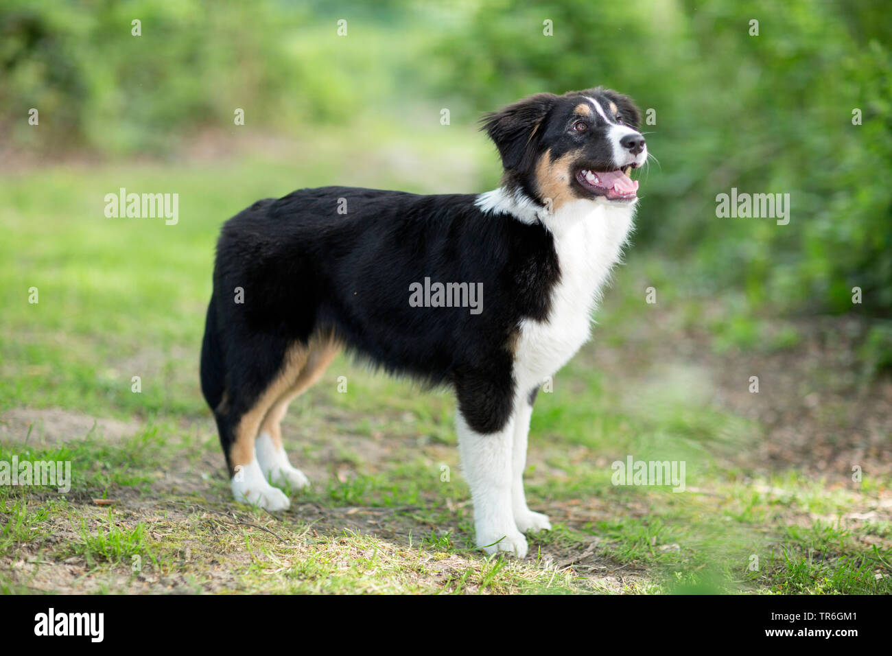 Australian shepherd standing hi-res stock photography and images - Alamy